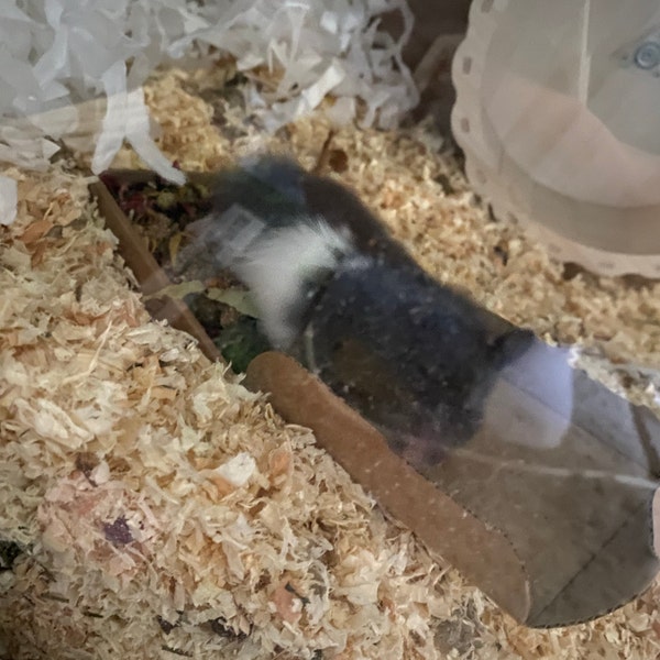 Forage Box Rabbits, Guinea Pigs, Hamsters, Rats - Etsy UK