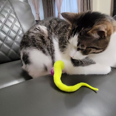Super Bouncy Wiggly Ball Cat Toy With Wiggly Tail, Fun Cat Toy Ball ...