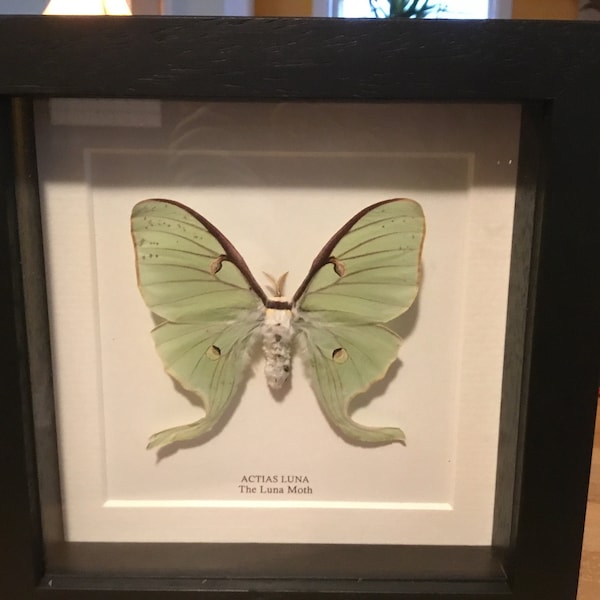 The Luna Moth in Box Frame (actias Luna) - Etsy