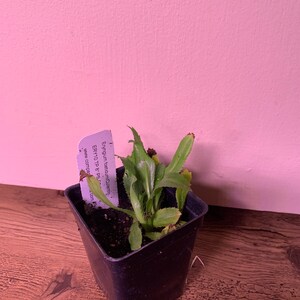 Eryngium Foetidum/culantro Chadon Beni Shado Beni Live Plant - Etsy