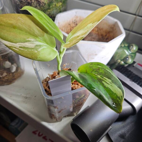 Scindapsus Exotica Hologram Variegated Rooted Bottom Cutting Active ...