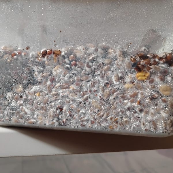 Beginner's Mushroom Grow Kit | Microppose Monotub Easy Cultivation ...