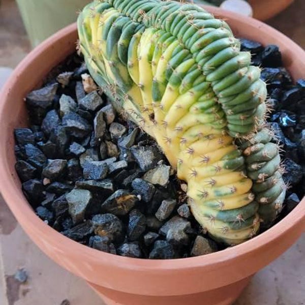 Live Succulents -rare Succulents -multihead Succulents -echeveria ...
