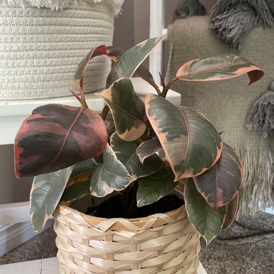 Ficus Decora RUBY Ficus Elastica Rubber Plant Live House - Etsy