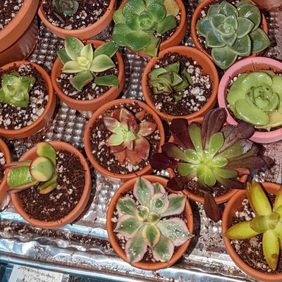 Beautiful Mini Rosette Succulents - Etsy