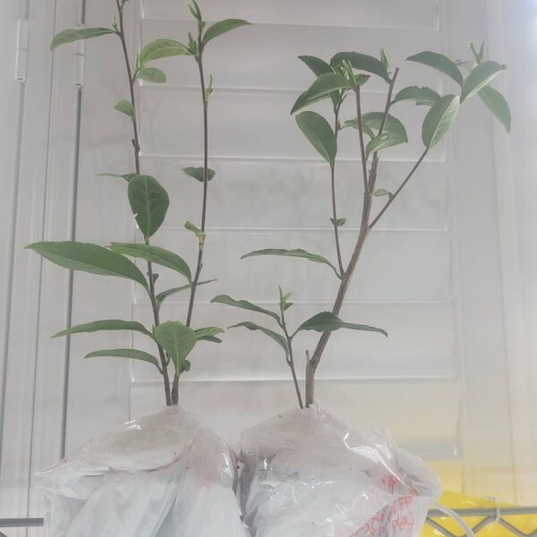 Camellia Sinensis (live Tea Plant Propagated From Plants at Former ...