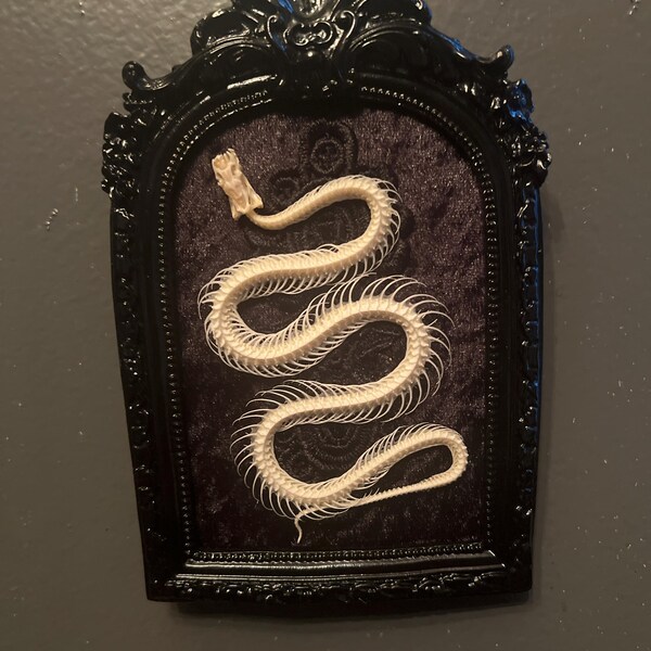 Snake Skeleton Framed, Black & Burgundy real Snake Skeleton Framed ...
