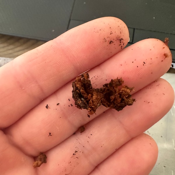 5 Indian Pinkroot Plant Spigelia Marilandica Bare Root Native Perennial ...