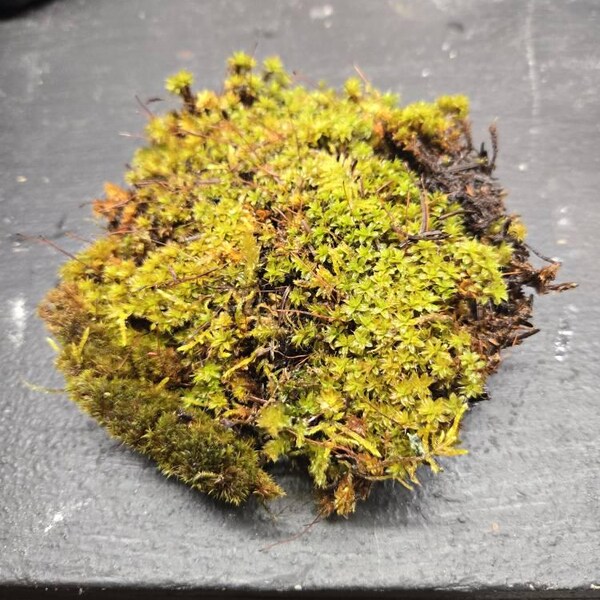 Star Moss Syntrichia Princeps | Live Moss With Sporophytes | Terrarium ...