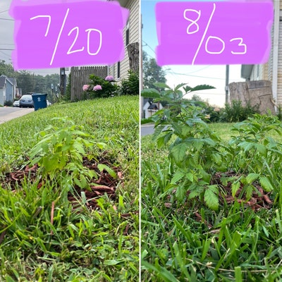 Luna & Moth Food Sweet Gum Leaves Liquidambar Styraciflua Host Plant - Etsy