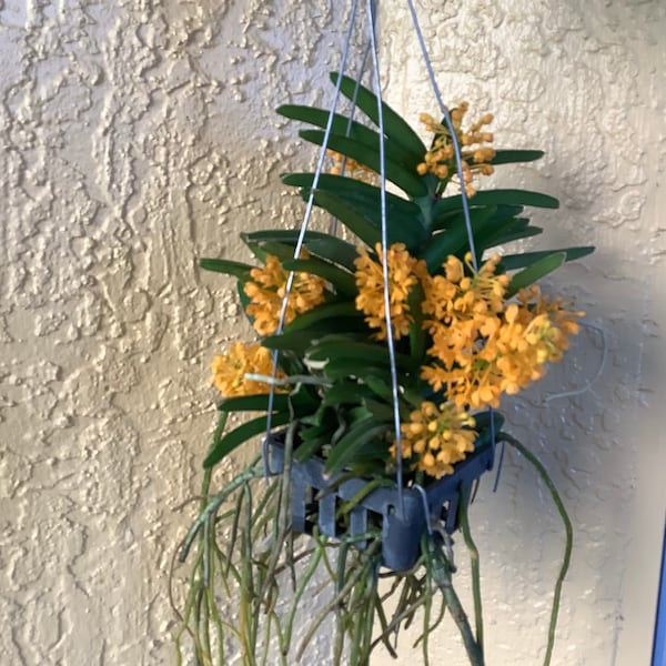 Ascocentrum Miniatum / Vanda Miniatum - Etsy