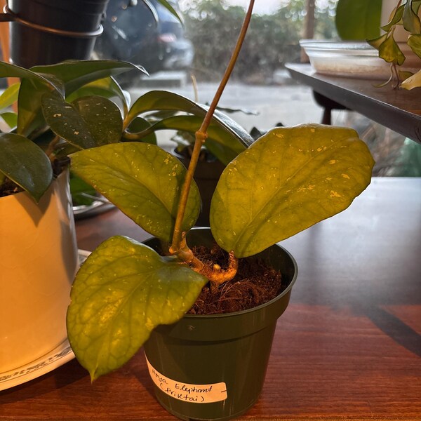 Hoya Rotundiflora in 4.5pot Rare Hoya Wax Plant Attractive Foliage ...