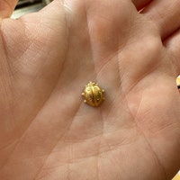 10 Pc. Small Raw Brass Lion Heads: 8mm by 8mm Made in USA Also ...