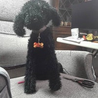 Goldendoodle Crochet Pattern, Crochet Puppy, Dog Crochet Pattern, Dog ...