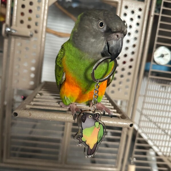 Lovebird Ripeness Chart Poster - Etsy