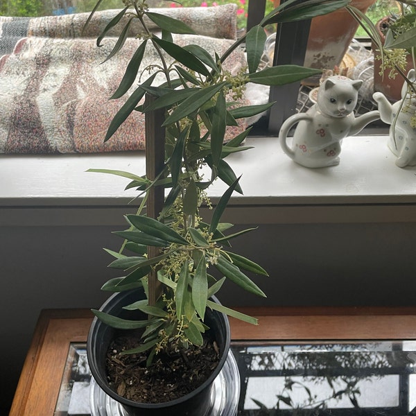 Healthy, Young Live Olea Europe’s Dwarf / Little Ollie ( 1 Gallon Pot ...