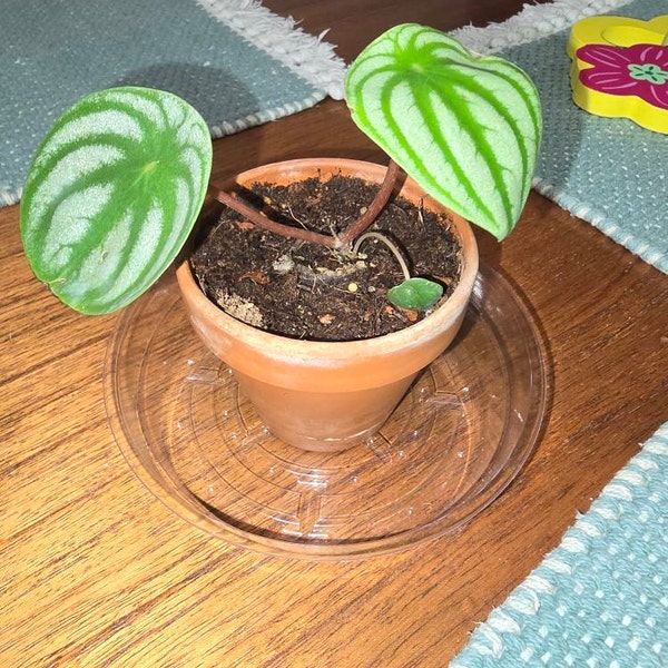 Peperomia Watermelon Starter Plant ALL Starter Plants Require You to ...