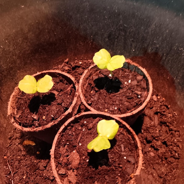 Sparkleberry | 25 Seeds | Vaccinium Arboreum | Farkleberry ...