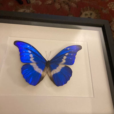 Butterfly Display Case Real Insect Taxidermy Art Baeotus - Etsy