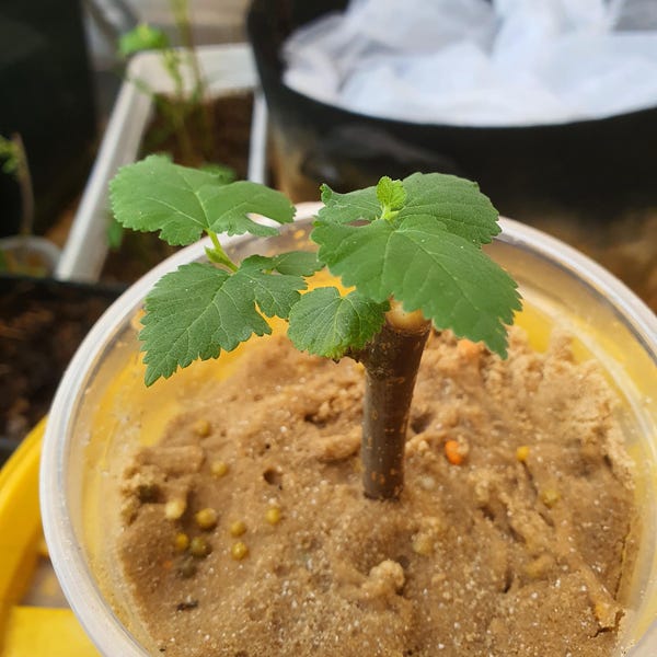 100 japanische Quittensamen. 100 frische Samen Chaenomeles japonica ...