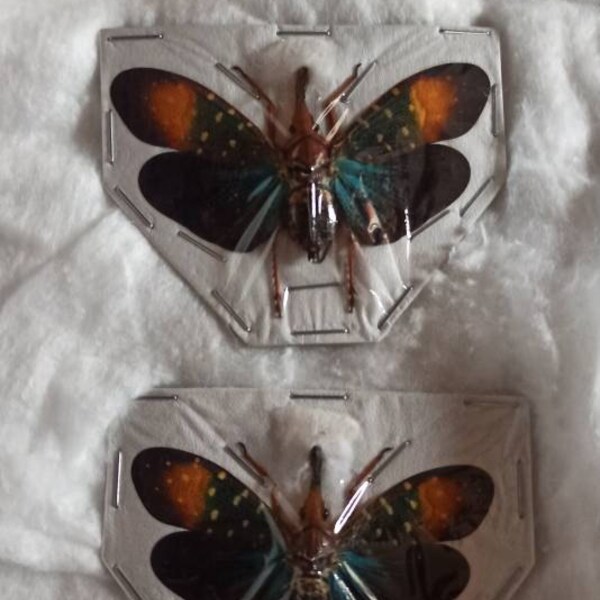 Pack of Two Jewel Beetles Metaxymorpha Apicalis for All Your Taxidery ...