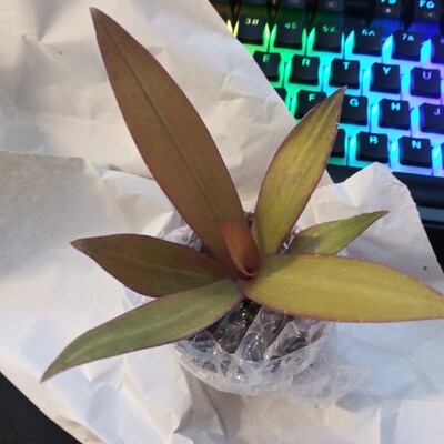 Rhoeo 'sitara's Gold' tradescantia Spathacea - Etsy