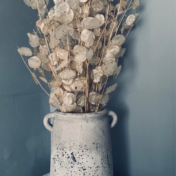 Dried Lunaria - Honesty Flowers White/cream All Natural - Etsy