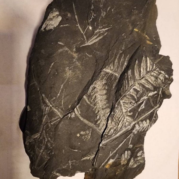 Extremely Rare Fossil Moss Preserved in Flowstone, Middle Miocene ...