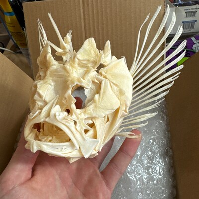 Real Frogfish Skeleton, Anglerfish, Antennariidae, Fish Taxidermy ...