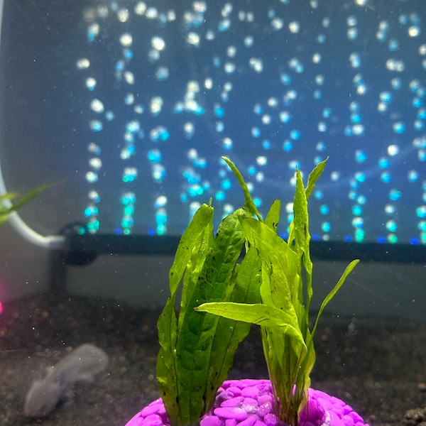 Aquarium Plant Holder (stacked Stones) - Etsy