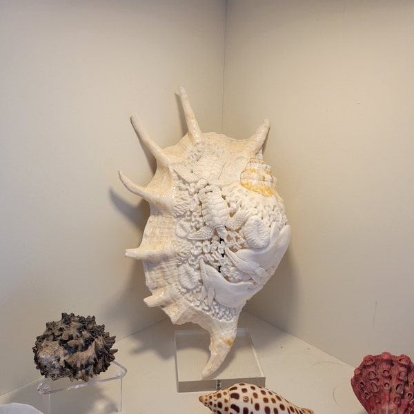 Center Post Base- Display Stand for Shells and Other Hollow Objects- 5 ...