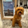 Needle Felted Goldendoodle, Cockapoo Dog, Custom Pet Replica Portrait ...