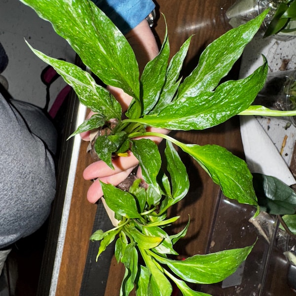 Philodendron White Princess 2 Starter Plant ALL STARTER PLANTS Require ...