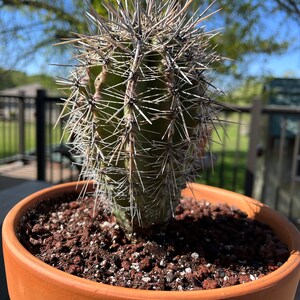 Opuntia Microdasys Monstrosus Golden Swirl Cactus Plant Pad - Etsy