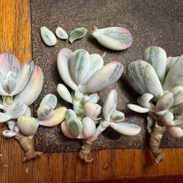 Mix Rare Live Succulent Plants Advanced Level Blind Box, 2-3.5" Random ...