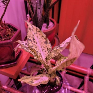 Monstera Adasoni Plant | Etsy