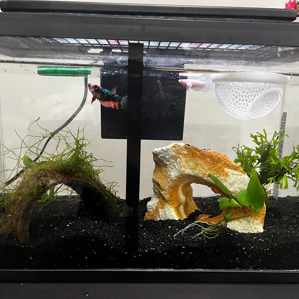 20 Gallon Tall 3D Printed Aquarium Divider - Betta Tank Divider (NO ...