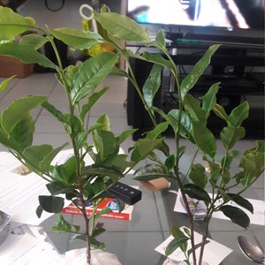 Camellia Sinensis live Tea Plant Propagated From Plants at Former ...