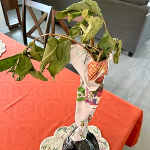 Fallglo Tangerine Grafted 3ft 4 Feet Tall No Shipping Ca - Etsy