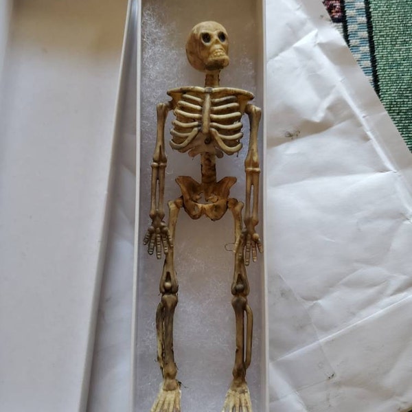 Articulated Aged Miniature Skeletons in One Inch Scale for a Halloween ...