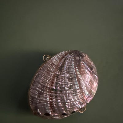 CARDIUM PESODOLIMA Sea Shell Trinket Box - Etsy