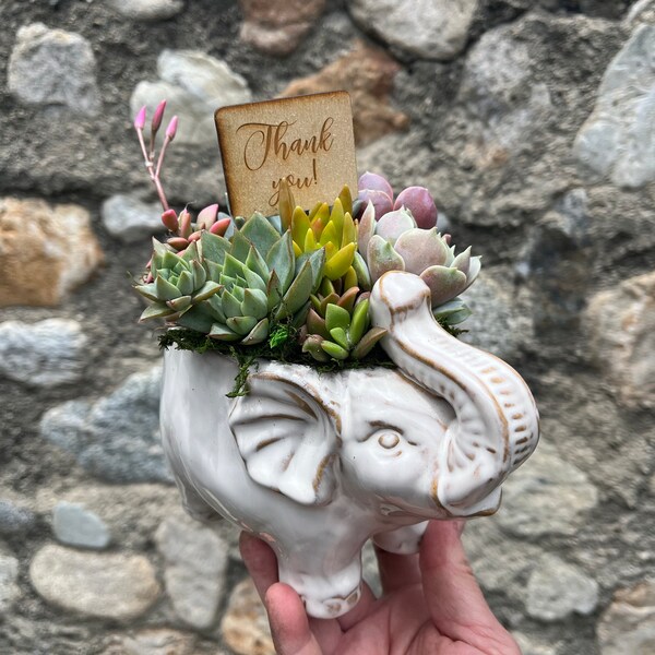 Thank You Succulent Tags | Thank You Gift|thank You Succulent Stake ...