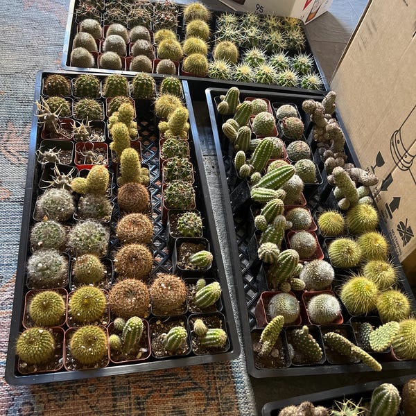 2” Cactus Assortment – 32 Live Plants Bulk Pack – Wholesale Succulents ...