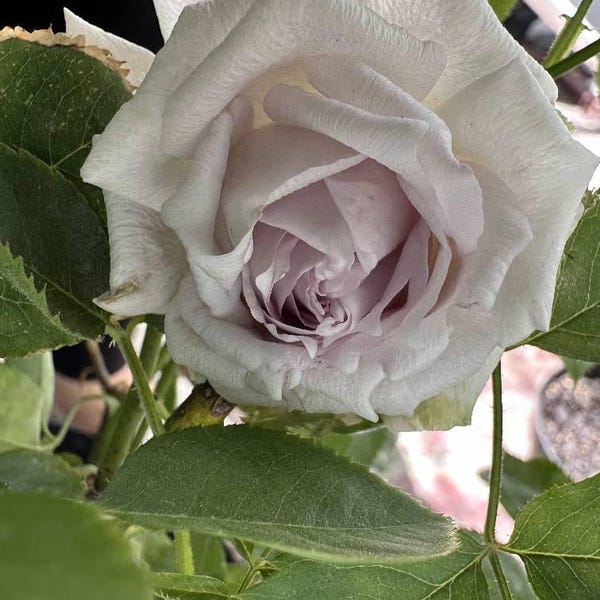 Rare Rosa【fancy Ruffle|ファンシー ラッフル 】-1gal+ Wave Bloom| Ownroot ...