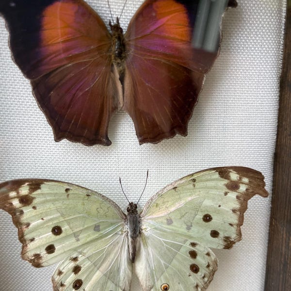 3-12 Papilio Ulysses Blue Swallowtail Real Butterflies Unmounted ...