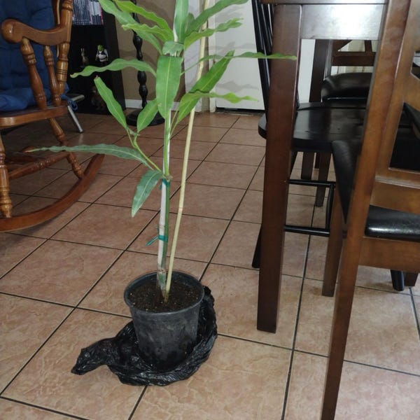 Sugar Loaf Mango Tree - Grafted Tree - 1 Feet Tall -grafted - Ship in 6 ...