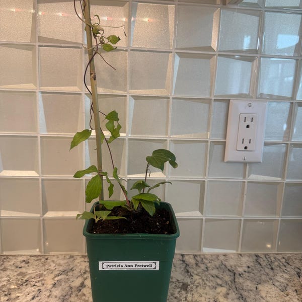 Rose【scheherazade| シェエラザード】-1.5 Gal Ownroot | Rare Rose| Strong ...