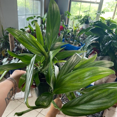 Aglaonema 'bamboo' Sp. Variegated Chinese Evergreen Live Indoor ...