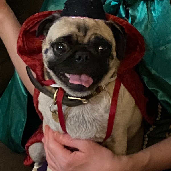 DOG Cape With Hood - Etsy