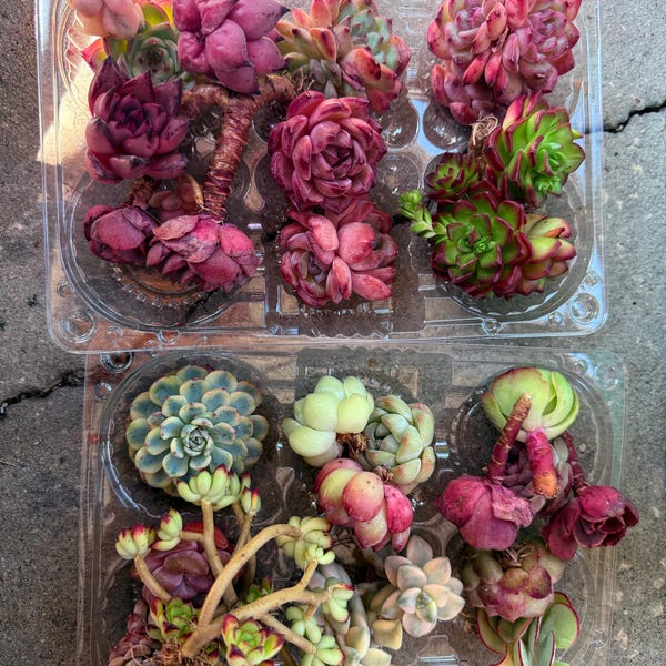 Mix Rare Live Succulent Plants Advanced Level Blind Box, 2-3.5" Random ...